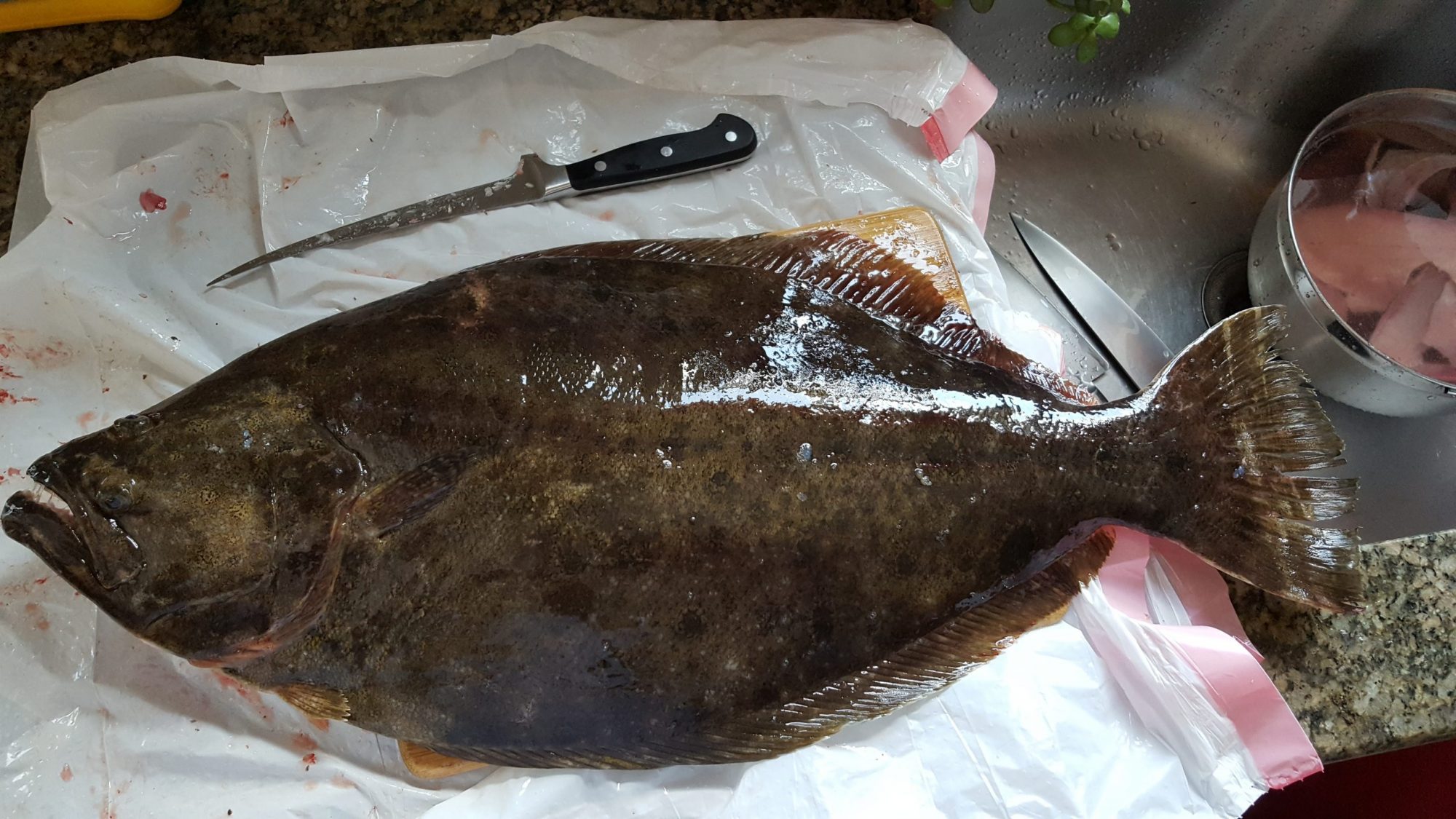 Preserving your catch: Keep your fish fresh for longer - 401 Fishing ...